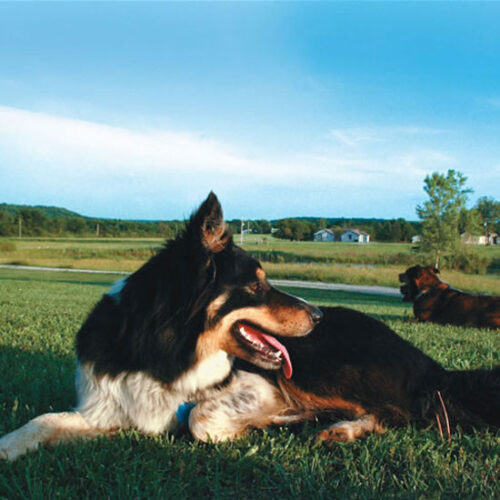 Best Dog For Farm Protection – Mother Earth News